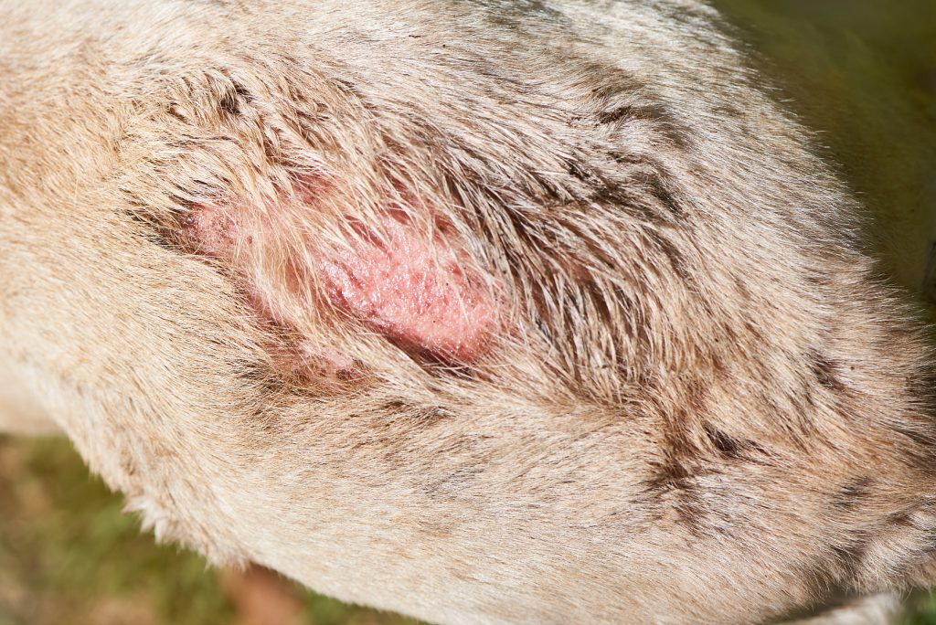 Everything You Need to Know About Ringworm in Dogs – TheKitchenDecorating